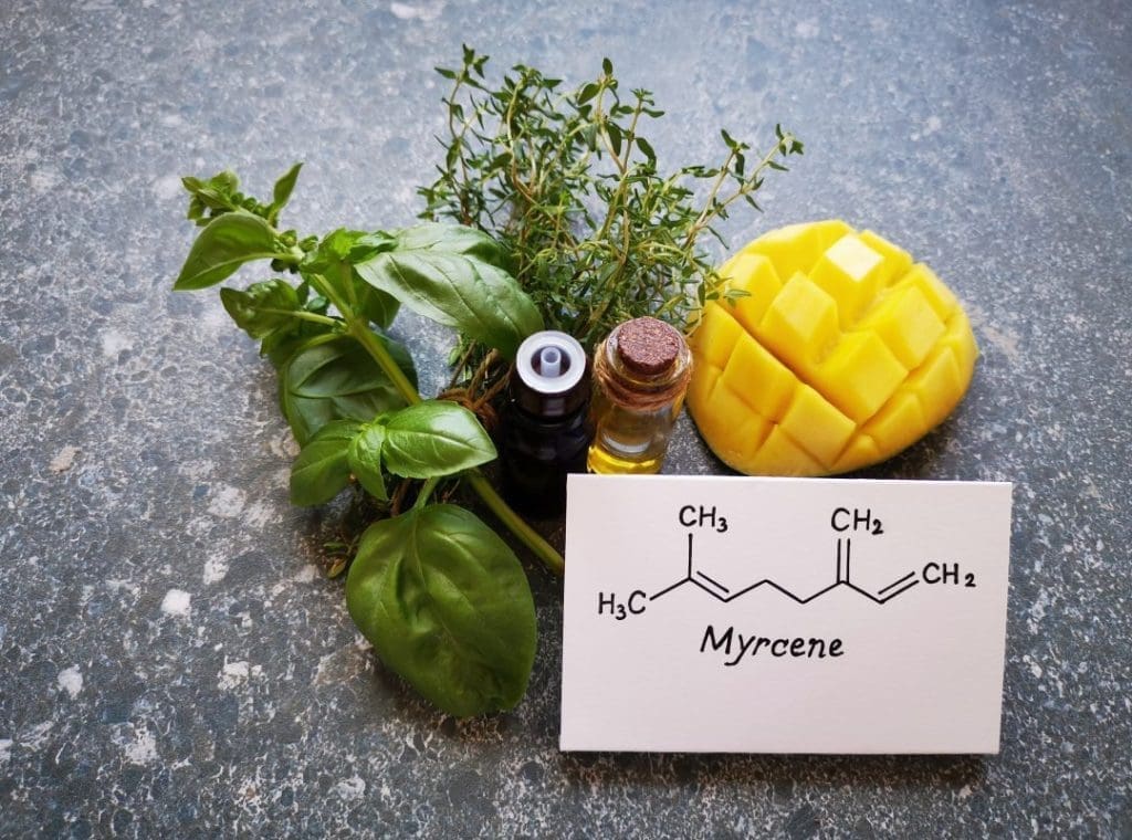 Myrcene Terpene Effects and Benefits | CannaBuddy